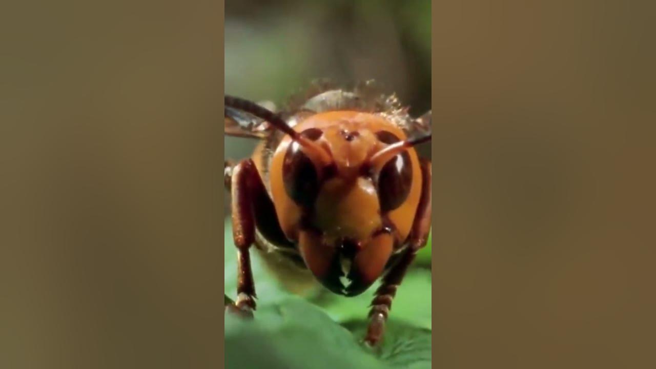 Asian Giant Hornet-Murder Hornet: Killer Hornets VS Bees #shorts - YouTube