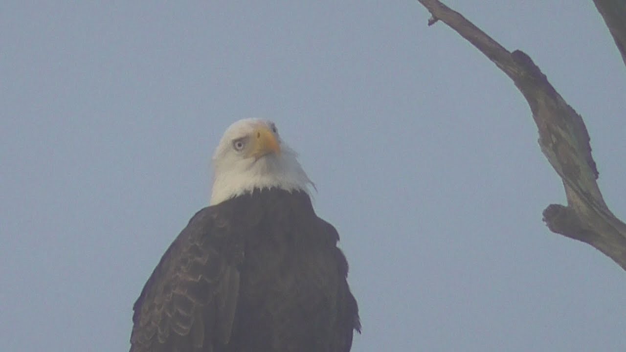 SWFL Eagles_ Harriet - Vigilant Beauty In The Fog While M15 & The GHO Incubate 12-06-21 - YouTube