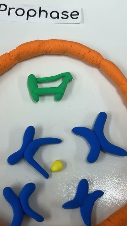 Biology P2 stop motion mitosis project - YouTube