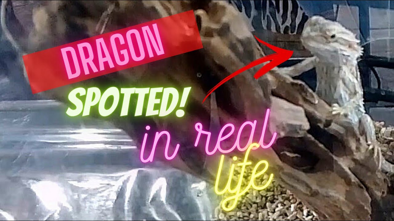 Viral - Dragon Spotted in Real Life - Caught on Camera - YouTube