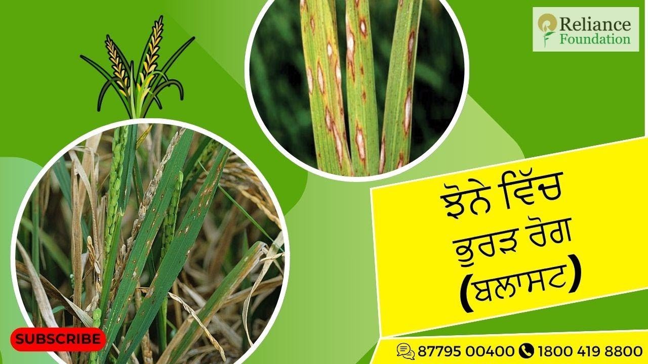 ਝੋਨੇ ਵਿੱਚ ਭੁਰੜ ਰੋਗ: ਲੱਛਣ ਅਤੇ ਰੋਕਥਾਮ | Identifying and Managing Leaf ...