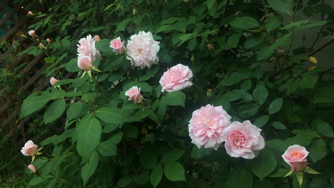 🦋Spring Rose show 20230425 #玫瑰花园 后院的小粉红 #CecileBrunnerRose 大爬藤玫瑰开始了 ...