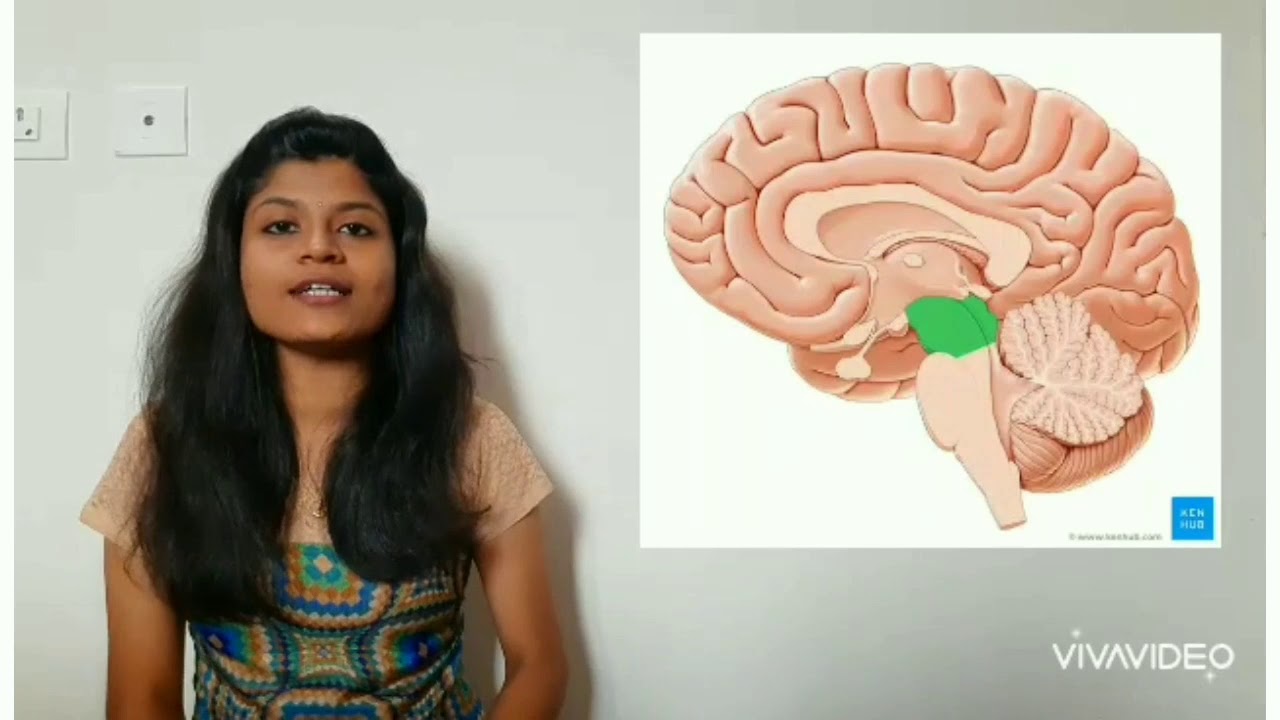 Explained easily : basics of brain - YouTube