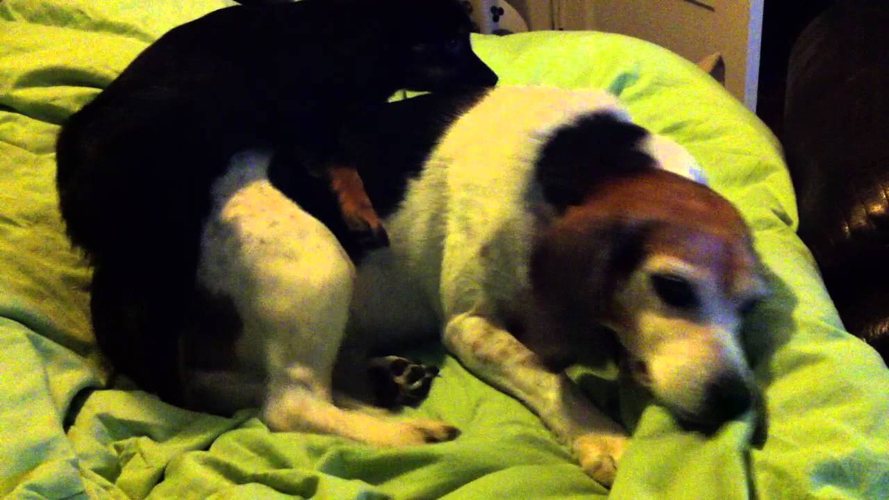 Chihuahua humps growling Beagle - YouTube