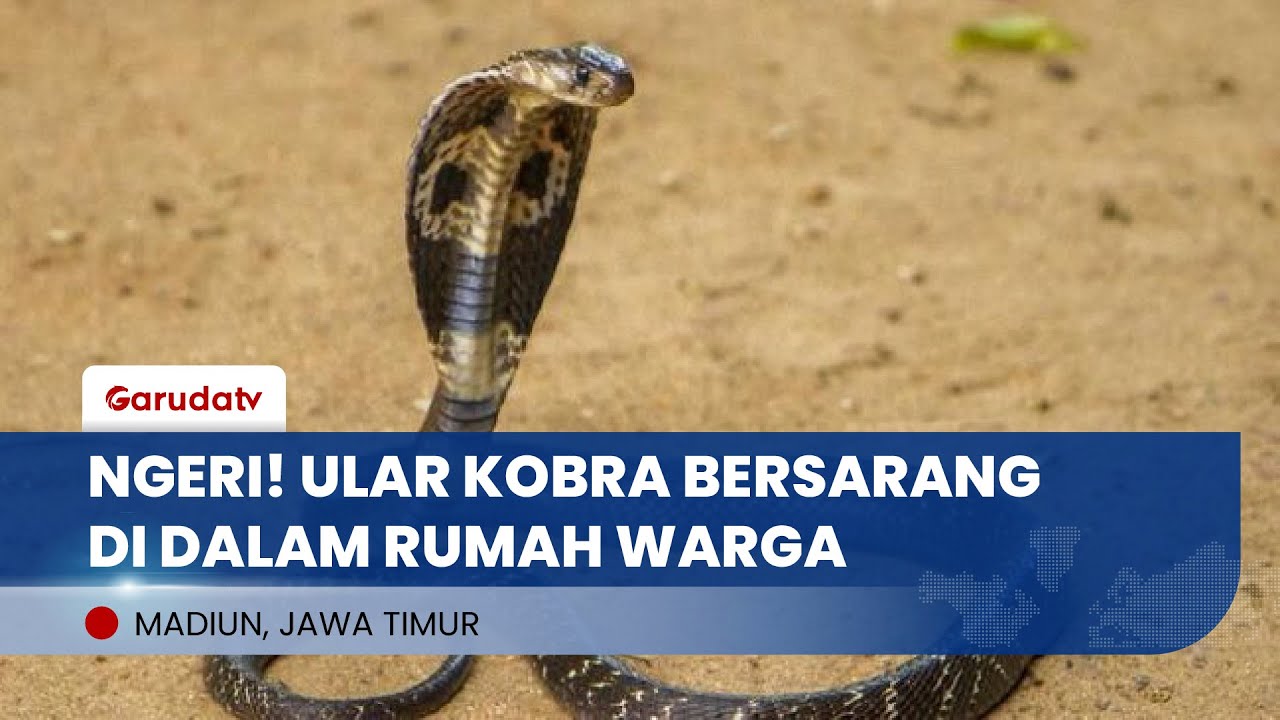 Ngeri! Sebuah Sarang Ular Ditemukan di Dalam Rumah Warga Kabupaten ...