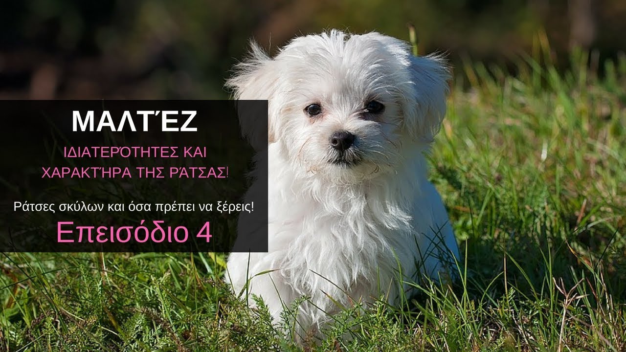 PET CENTER Maltese poodle , Μαλτέζ σκυλάκια - YouTube