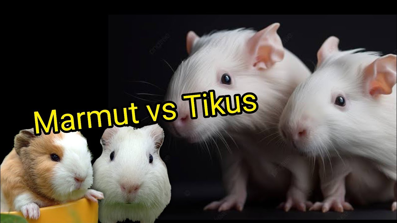 Persamaan dan Perbedaan Marmut dan Tikus !! #hewan #peliharaan - YouTube