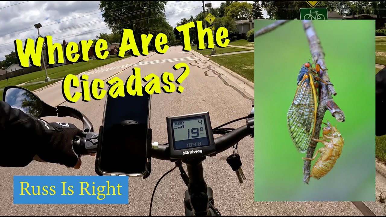 Hunting For Cicadas On A Zebra - YouTube