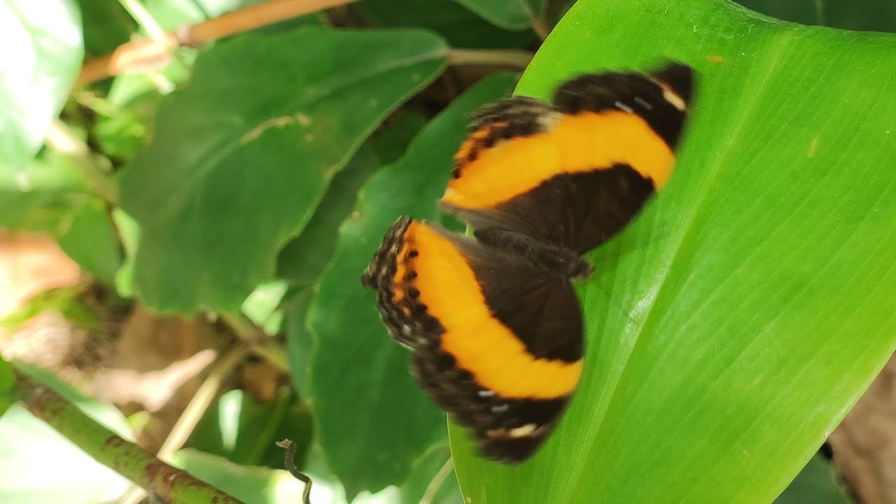 I love butterflies Melbourne Zoo - YouTube