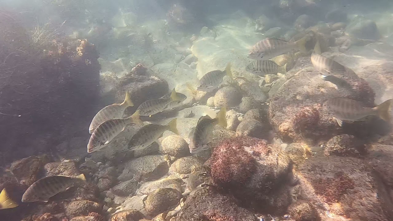 Snorkeling. Marine Room. Zebra Perch. - YouTube