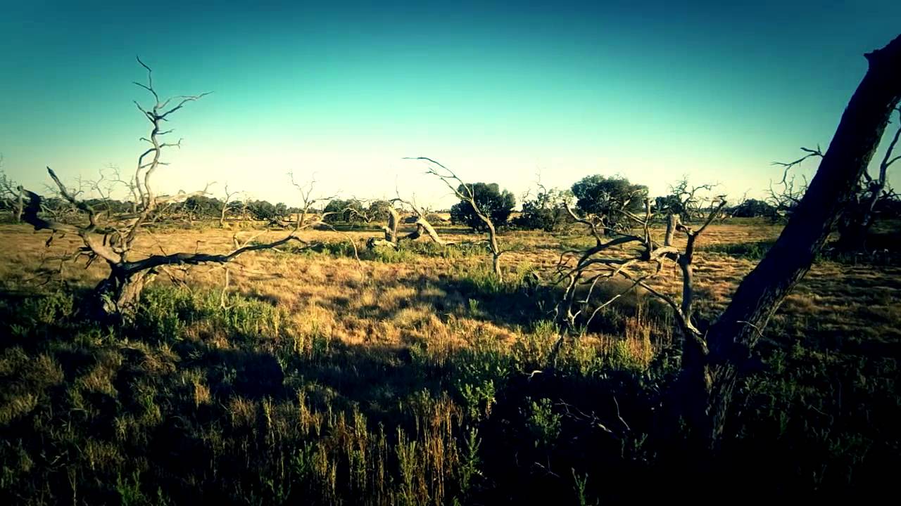 Dead Forest - Cinematic Aerial - YouTube