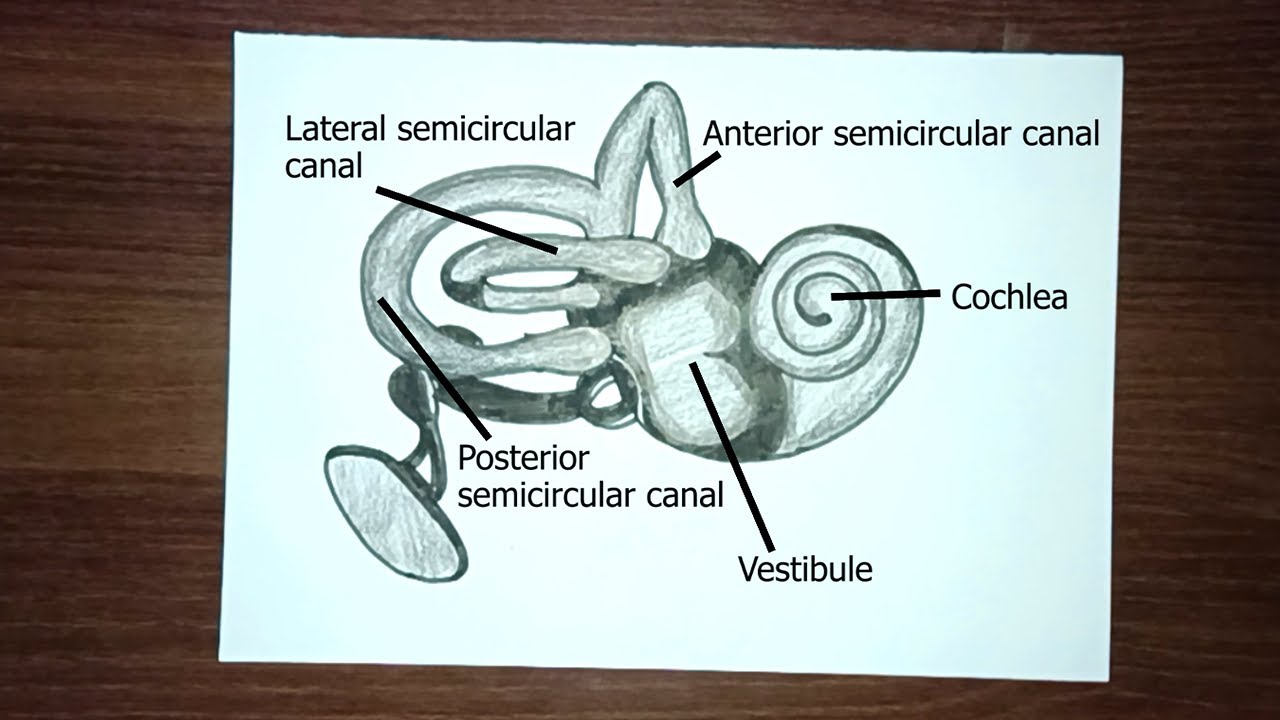 Inner Ear Anatomy Drawing | Draw Human Ear Diagram | Science diagram ...