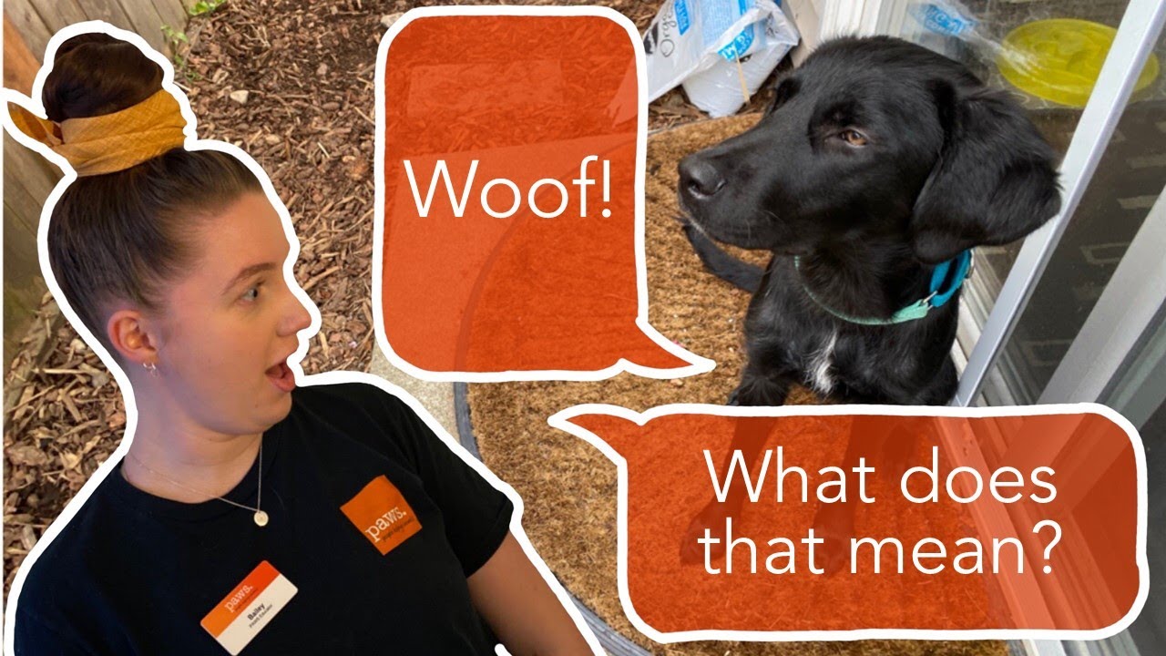 How to Help Dogs Feel Safe | PAWS Academy #5 - YouTube