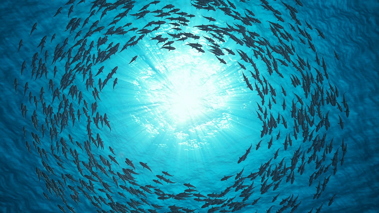 videoblocks school of fish sharks swim in a circle smleuo42x D - YouTube