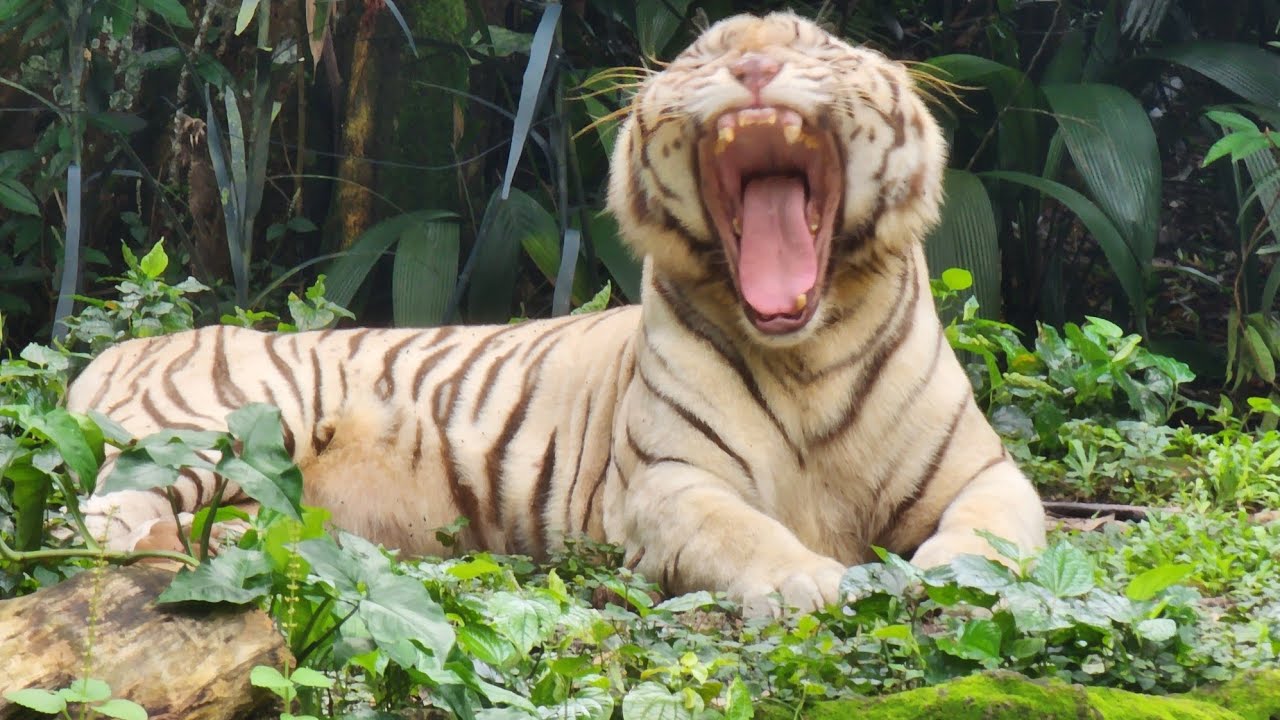 Singapore Zoo 4K - YouTube