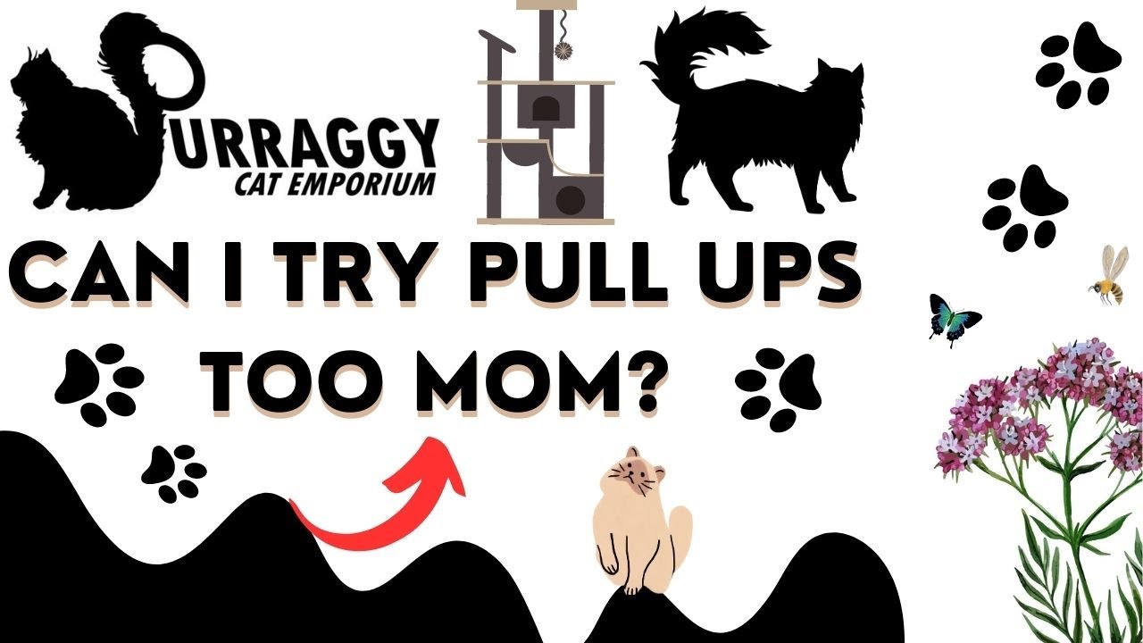 Ragdoll Cats Playing Climbing Pull Ups Scratch Post Tree Play Laser Pen ...