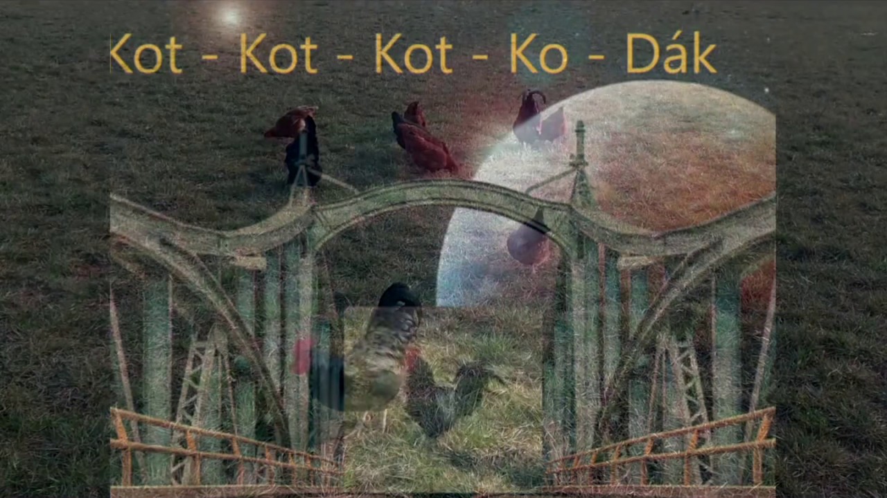 Kot-Kot-Kot-Ko-Dák (roosters and hens) - YouTube