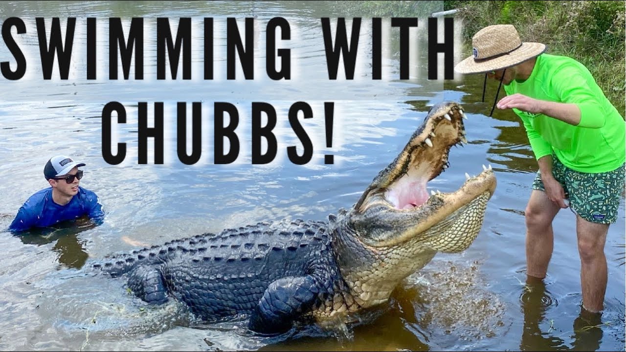 Swimming with a GIANT ALLIGATOR in Florida! | Primitive Predators - YouTube