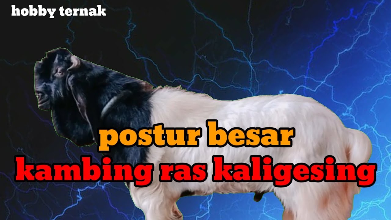 kambing pe ras kaligesing || breeding kambing etawa # ...