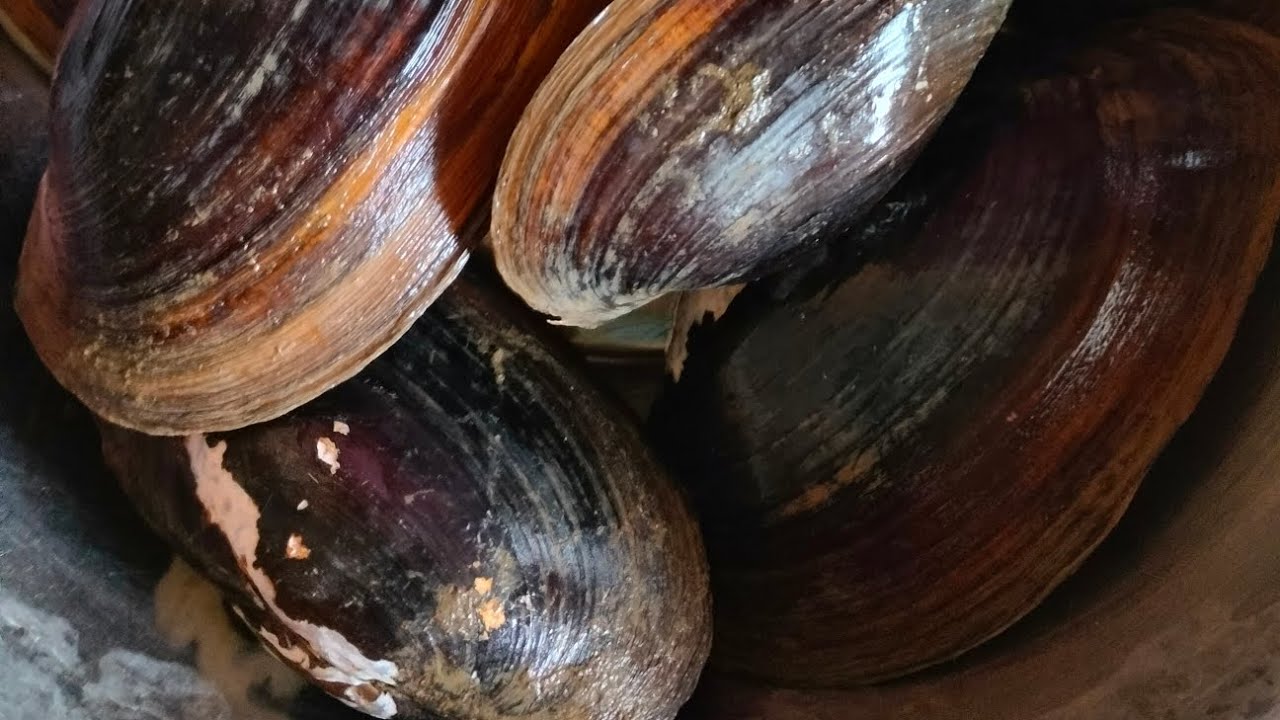 Freshwater mussels recipe | how to make Freshwater mussels recipe ....# ...