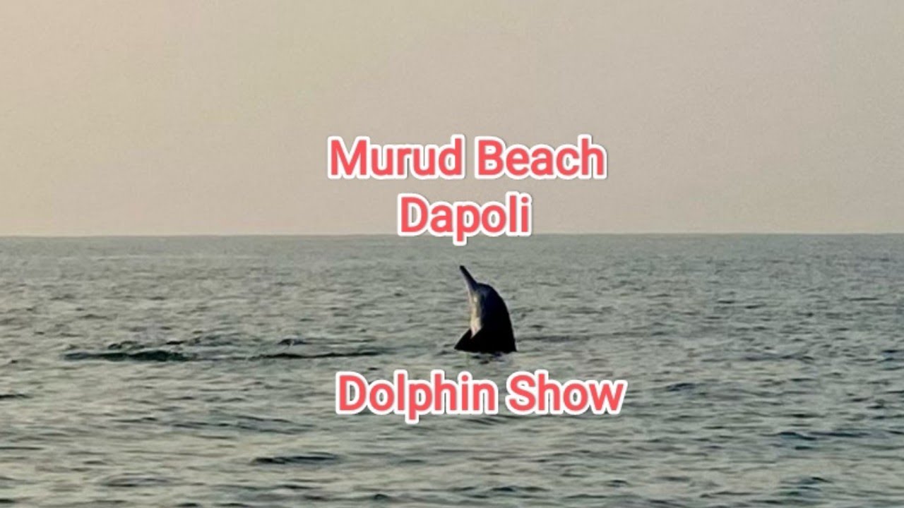 Dolphin show at Murud Beach, Dapoli #murudbeach #Boat Ride#sea#konkan# ...