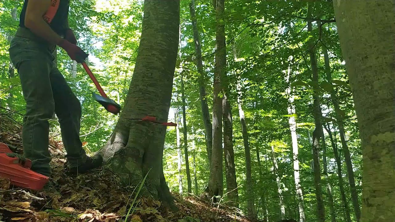 Cutting Down Beech Tree With Husqvarna 572xp - YouTube