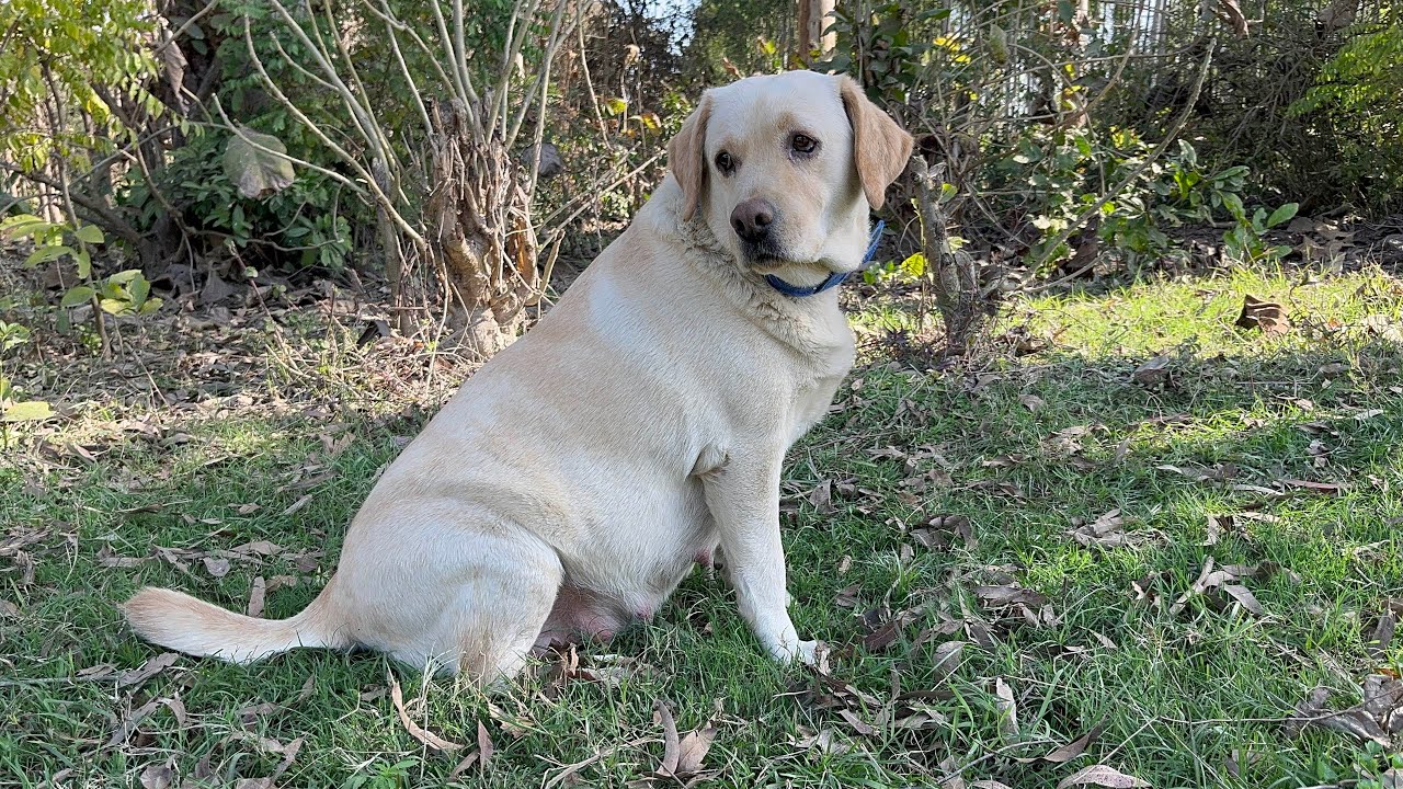 8 weeks pregnant labrador ️🔥 || #ukpetlovers #labrador #dogs #pregnancy - YouTube