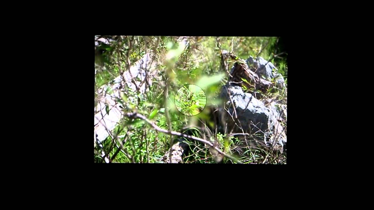 Microprism Focusing Screen for the Leica S2 in use. - YouTube