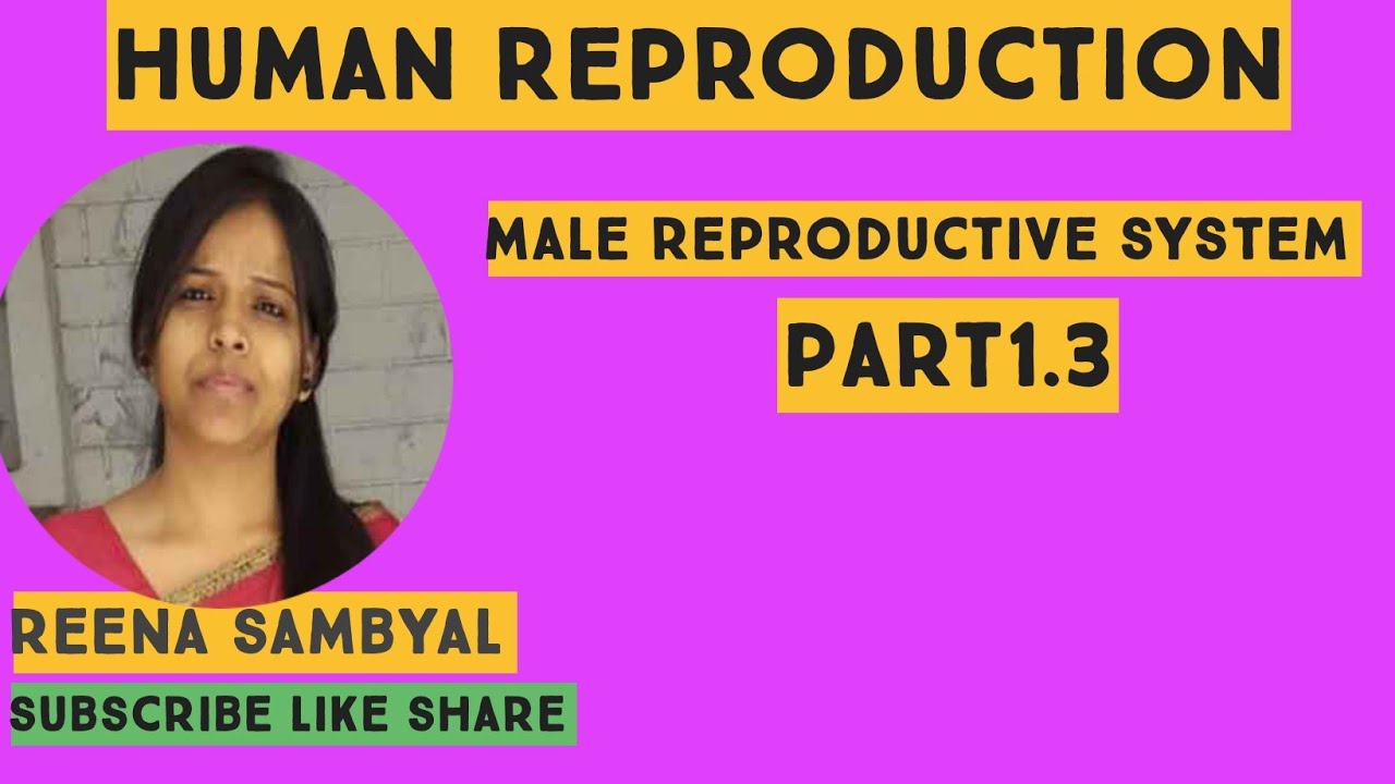 Human Reproduction- Male Reproductive System. - YouTube