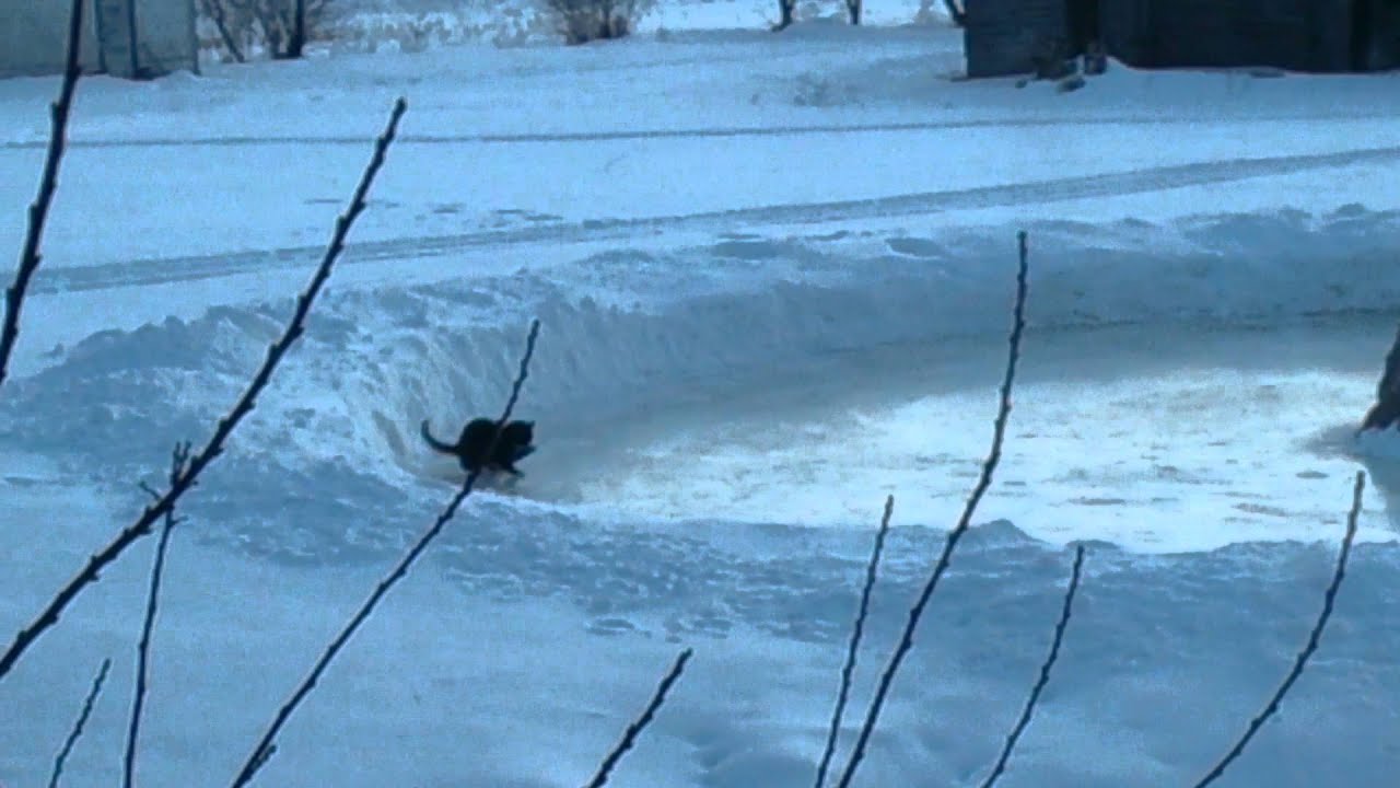 Figure skating cat - YouTube