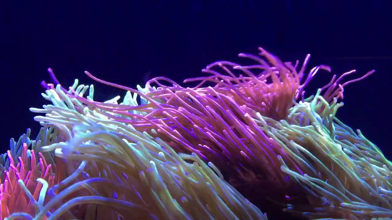 Calming Sea Anemones At The Florida Aquarium -For Autism Sensory ...