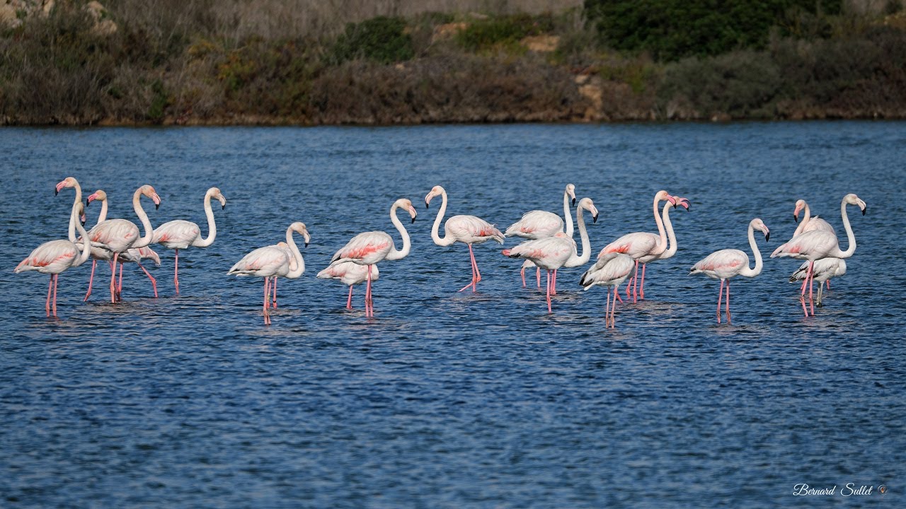 Flamants roses dans la brume (4K) - Pink flamingos - YouTube