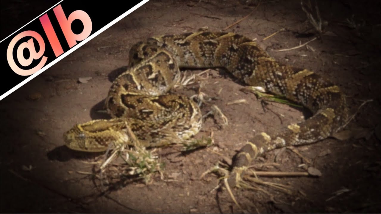 EXPERIMENT: STEPPING on the PUFF ADDER! Will It Bite? - YouTube