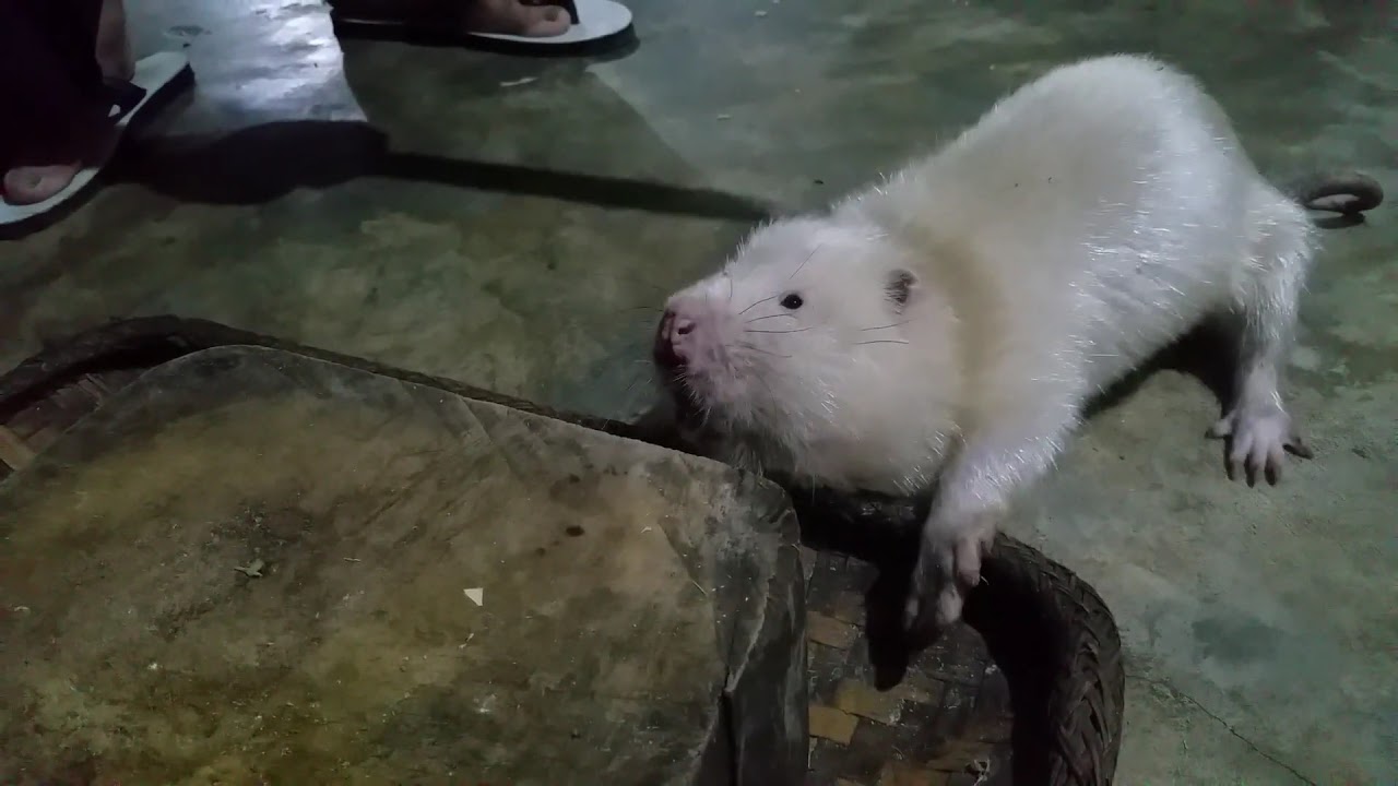 Ini Appodi Tikus Bambu dari Sipituhuta - YouTube