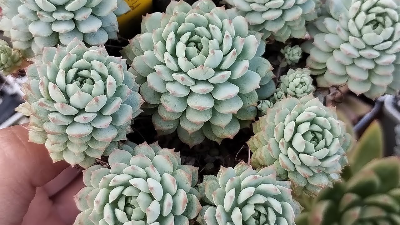 45 Suculentas Variadas SIMPLES identificadas #succulents - YouTube