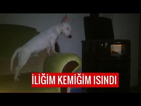 PARS BEY SOBA KEYFİ YAPIYOR DÜNYANIN EN TATLI KÖPEĞİ JACK RUSSELL PARS