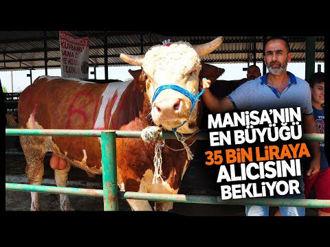 Kurbanlık Tosun 'Hacı Osman' Otomobil Fiyatına Satışa Sunuldu