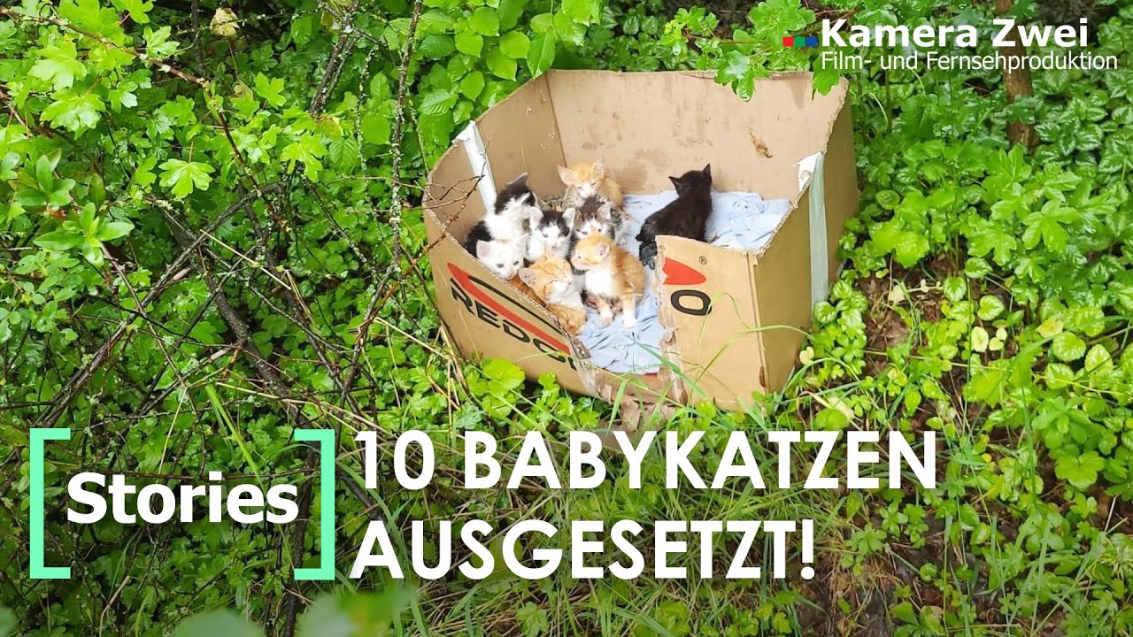 Ein Karton mit Baby-Katzen: Nur sieben Kitten überleben | Kamera Zwei ...