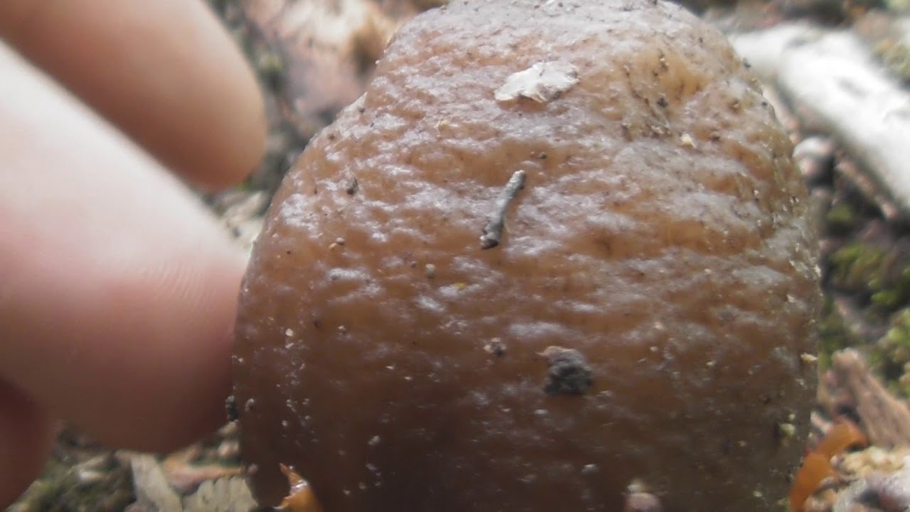 Pluteus cervinus, Pluteus atricapillus, the deer shield or the deer or ...