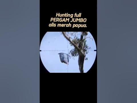 🟢PERGAM MATA MERAH PAPUA. #senapanpcp #shortsvideo #shorts #hunting #berburupergamjumbo ...