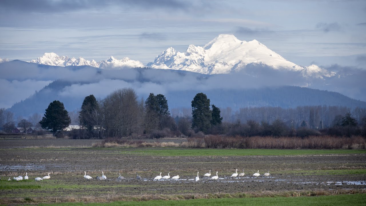 Exploring the Skagit Wildlife Area, Washington State (2025-01-14) - YouTube