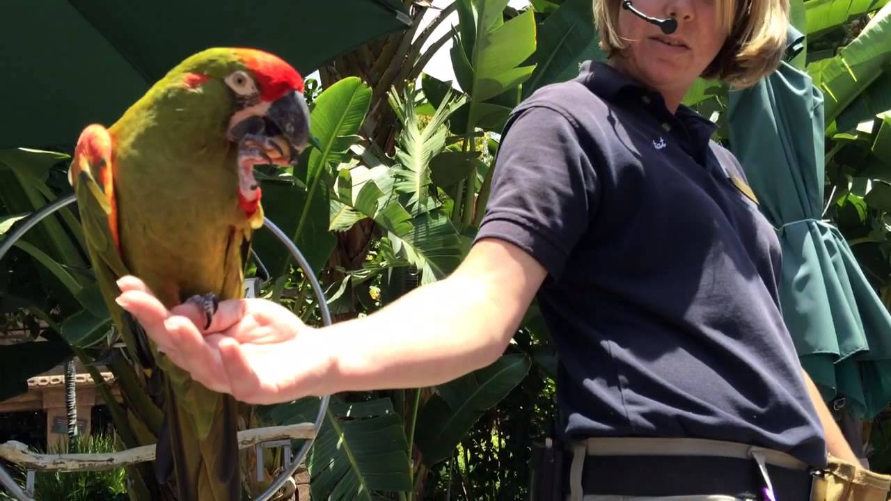 Rainforest Cafe Parrot Show - YouTube