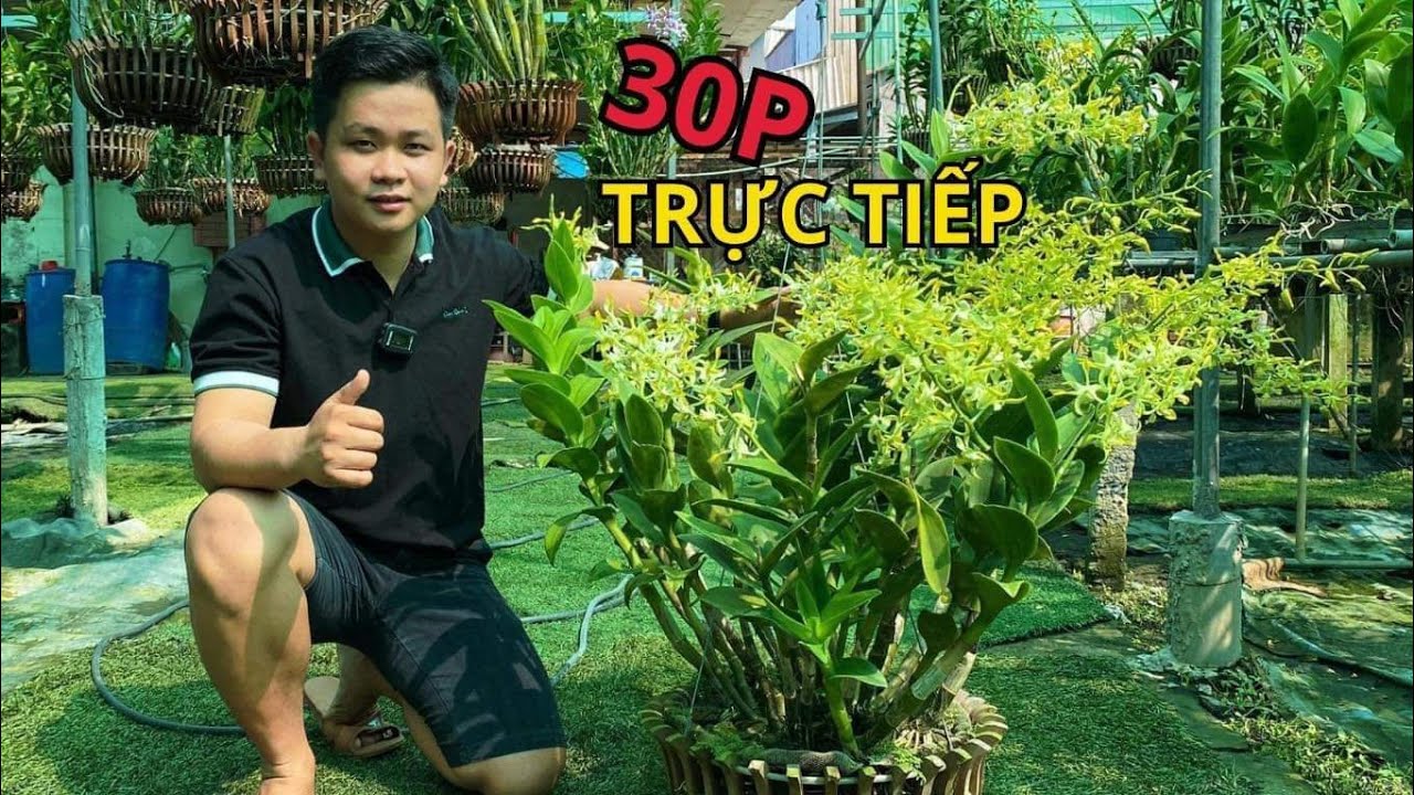 DUY PHONG BÙNG NỔ DENDRO HÀNG XƯA - YouTube