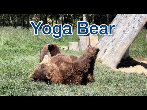 Yoga Bear at Olympic Game Farm 做瑜珈的棕熊 #zoo
