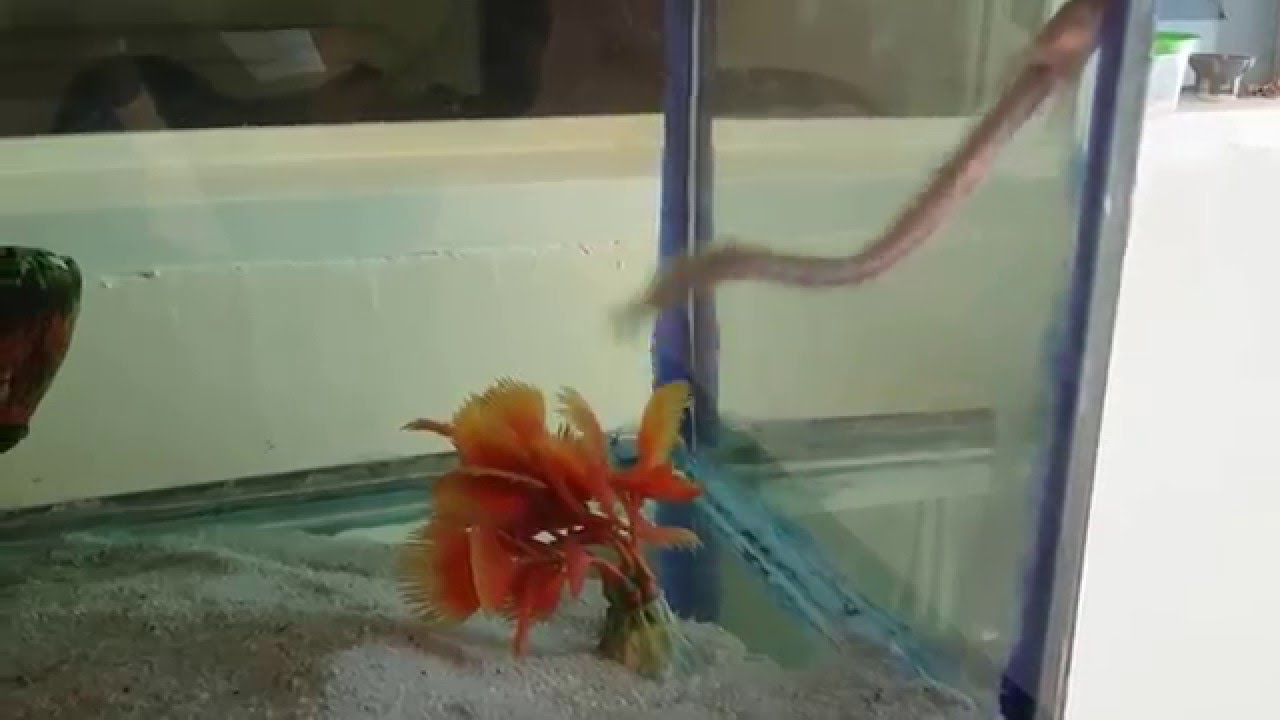 pez dragón - YouTube