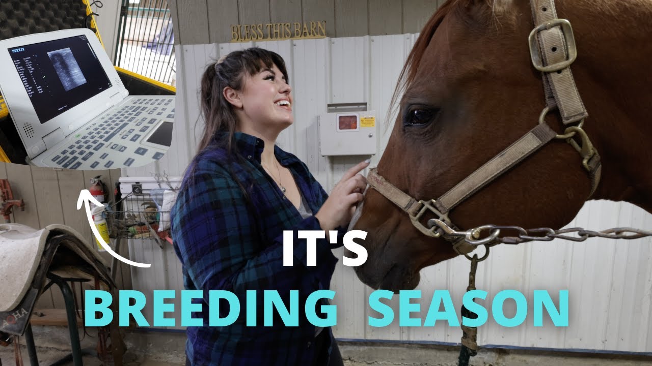 Breeding Season Update: Checking Indy & Cool!🐴 - YouTube