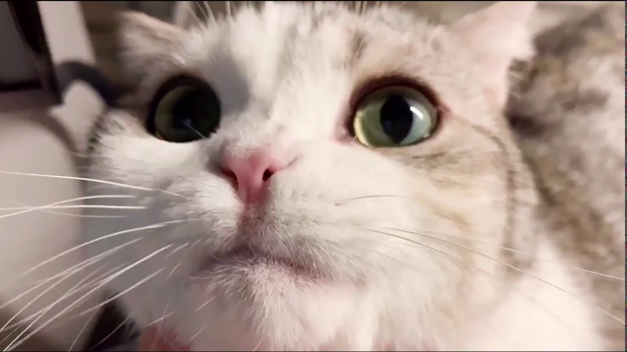 Ameircan Shorthair Cat Playing Meowing Happy And Funny Compilation英短貓咪 ...