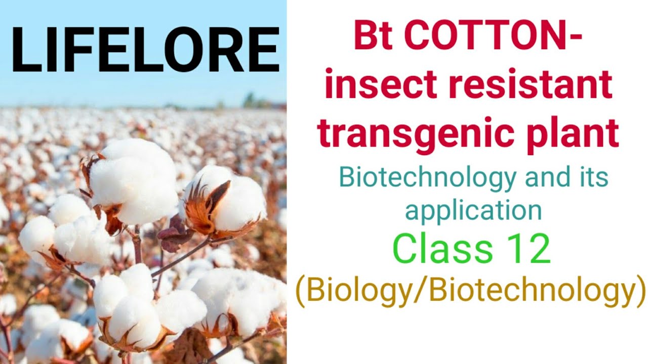 Bt cotton- Insect resistant transgenic plant: Biology/Biotechnology ...