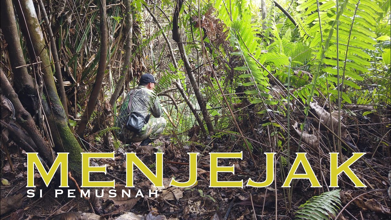 MEMBURU DI HUTAN BORNEO - YouTube