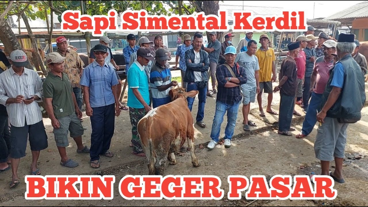 Sapi Kerdil di pasar mengundang perhatian - YouTube